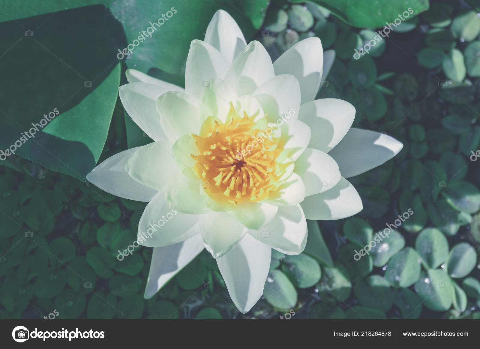 White Lotus Flower Top View — Stock Photo © watman #218264878