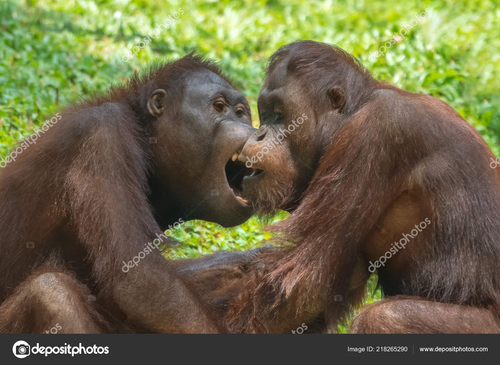 Fight Two Orangutans — Stock Photo © watman #218265290