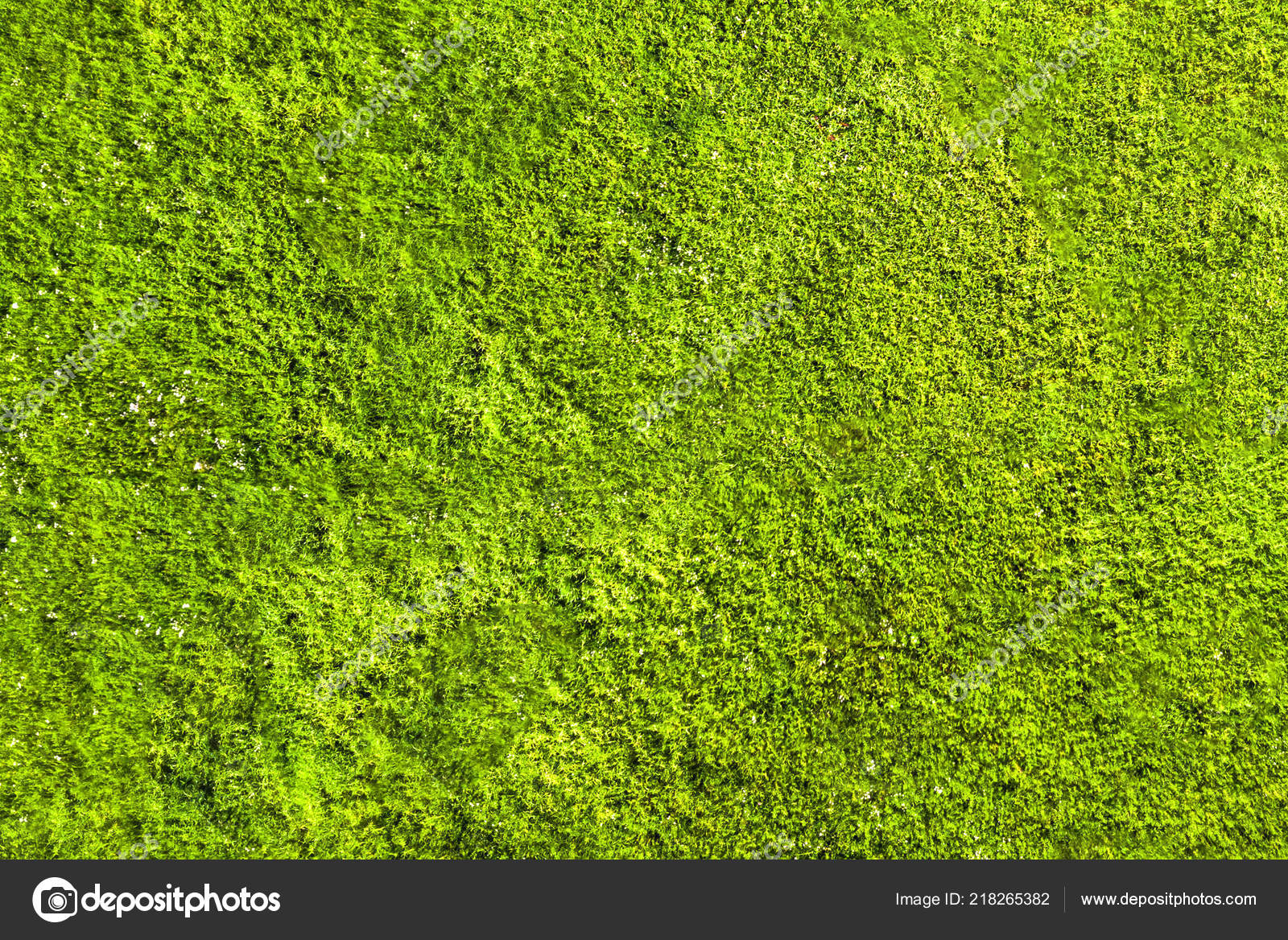 Grass Top View Texture Hd 32,100+ Grass Texture Top View Stock Photos,