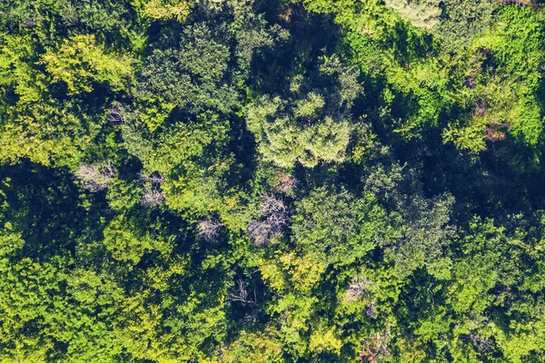 Trees top view texture — Stock Photo © watman #67613007
