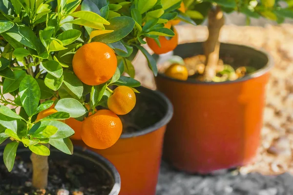 Orange trees pot Stock Photos, Royalty Free Orange trees pot Images ...