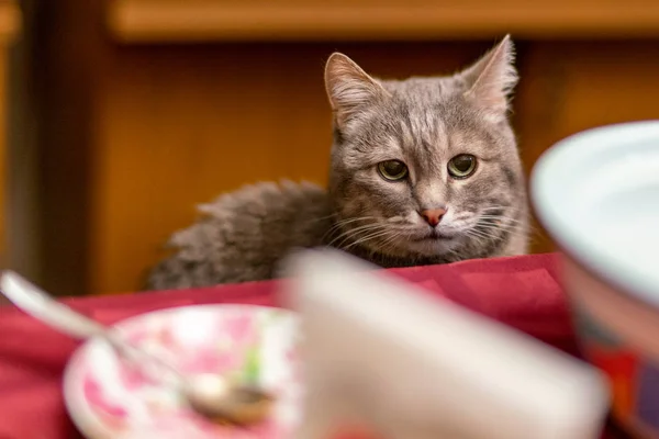 Fotos de Gato implorando, Imagens de Gato implorando sem royalties ...