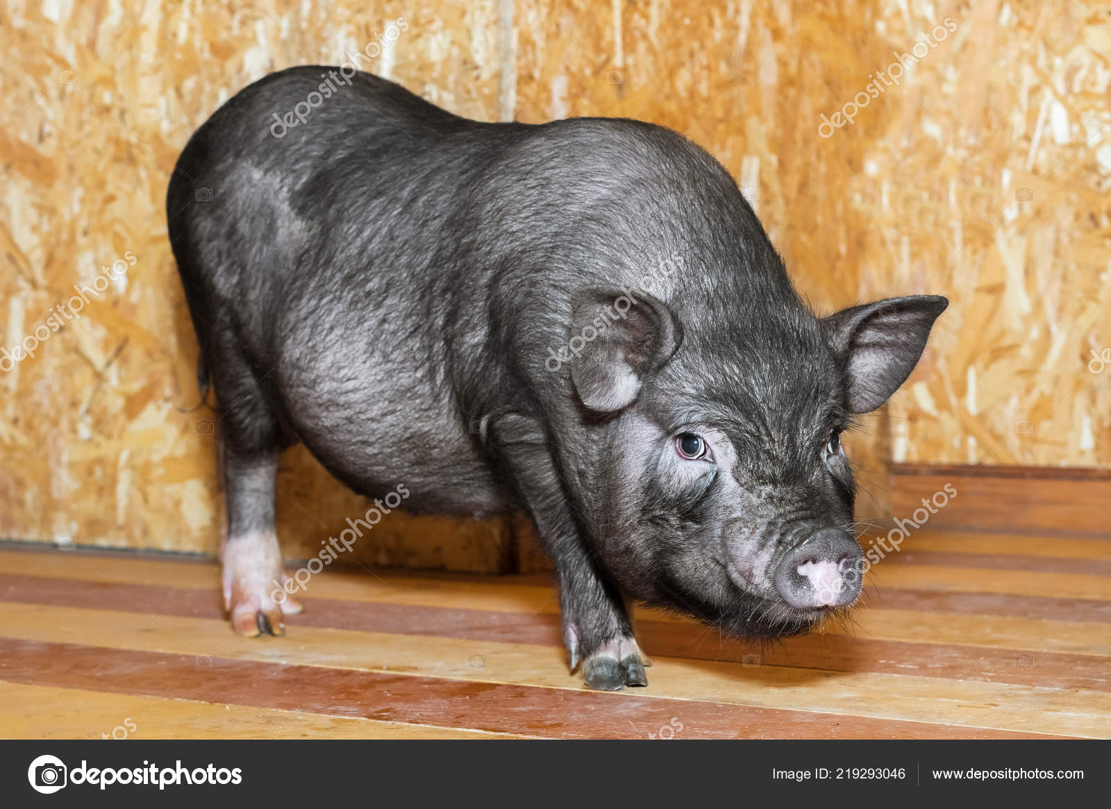 Vietnamese Pot Bellied Pig Cute Little Black Piglet Pig Breeding ...