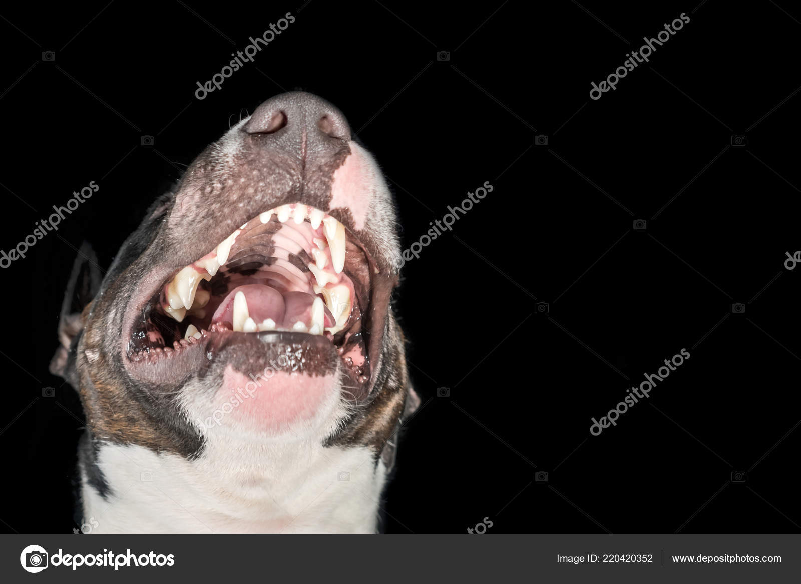 American Pitbull Terrier Teeth