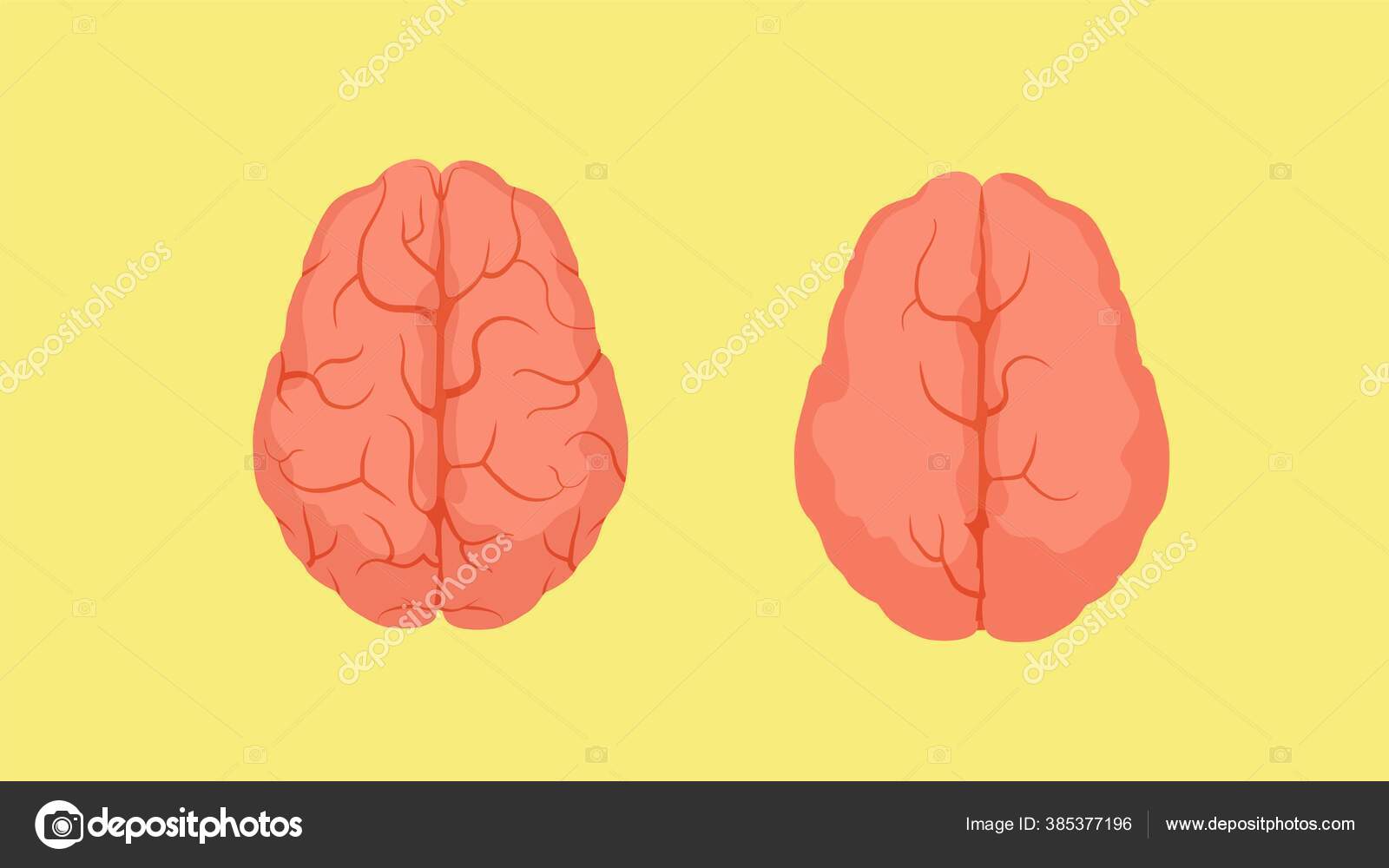 Estructura de cerebro humano inteligente y estúpido. Dos cerebros rojos ...