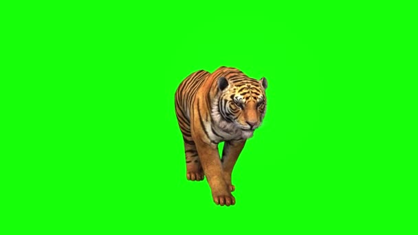 Tiger Walking Green Screen — Stock Video © plussizefashion2019.gmail ...