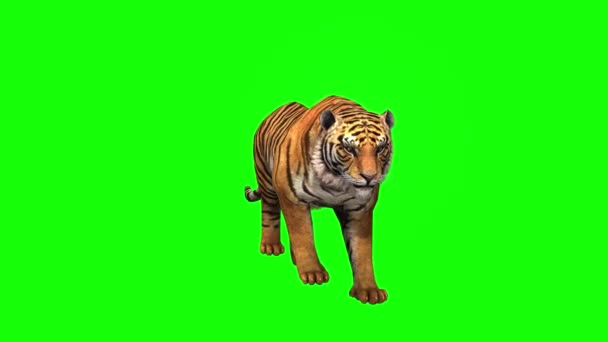 162 Tiger green screen Videos, Royalty-free Stock Tiger green screen ...