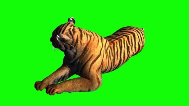 162 Tiger green screen Videos, Royalty-free Stock Tiger green screen ...