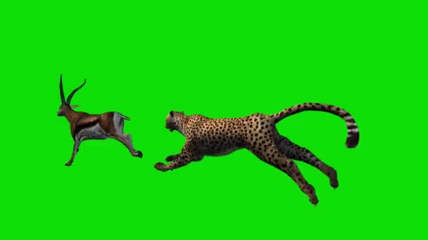 Cheetah Running Gif