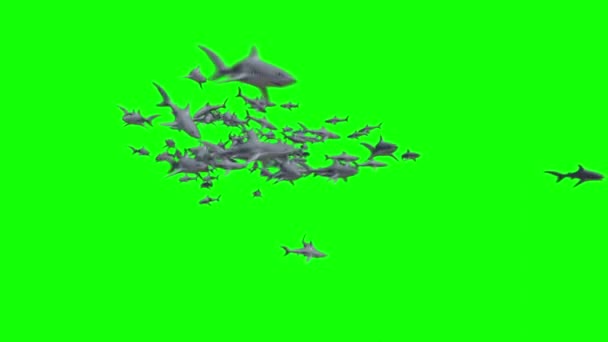 113 Shark green screen Videos, Royalty-free Stock Shark green screen ...