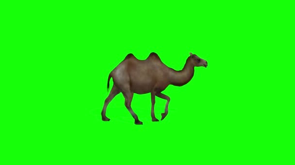 81 Camel green screen Videos, Royalty-free Stock Camel green screen ...