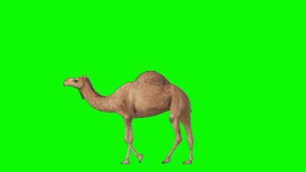 Camel Walking Green Screen — Stock Video © plussizefashion2019.gmail ...