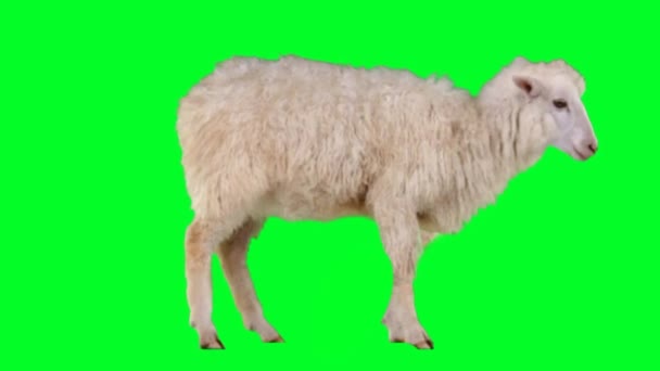 4,984 Animals green screen Videos, Royalty-free Stock Animals green ...