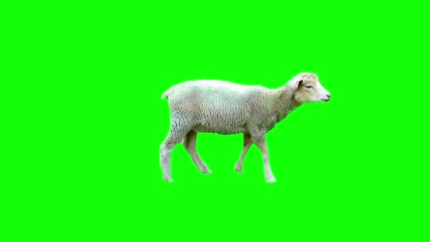486 Sheep screen Videos, Royalty-free Stock Sheep screen Footage ...