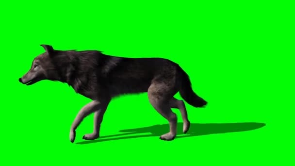 208 Wolf green screen Videos, Royalty-free Stock Wolf green screen ...