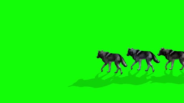 208 Wolf green screen Videos, Royalty-free Stock Wolf green screen ...