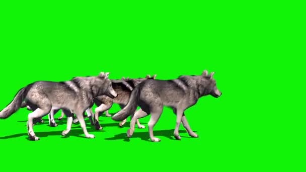 208 Wolf green screen Videos, Royalty-free Stock Wolf green screen ...