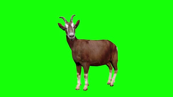 Goat Looking Green Screen — Stock Video © plussizefashion2019.gmail.com ...