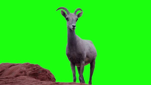 14,789 Green screen walking Videos, Royalty-free Stock Green screen ...