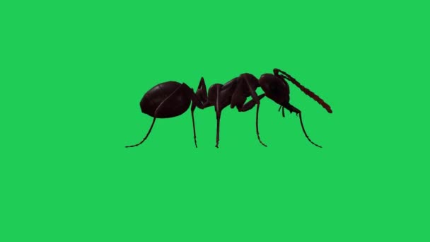 Ant Walking Green Screen — Stock Video © plussizefashion2019.gmail.com ...
