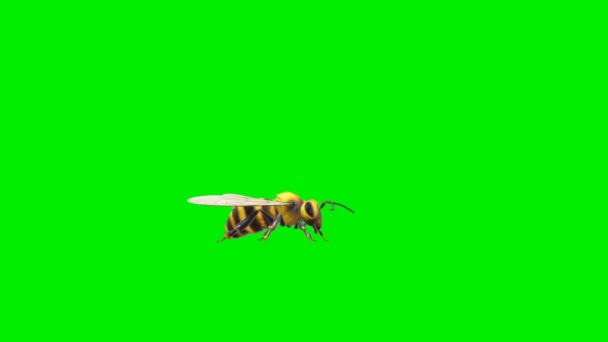207 Bee green screen Videos, Royalty-free Stock Bee green screen ...