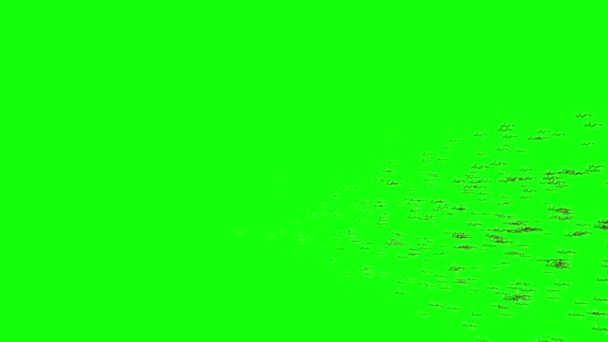 207 Bee green screen Videos, Royalty-free Stock Bee green screen ...