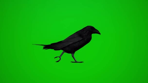 Crow Walking Green Screen ⬇ Video by © plussizefashion2019.gmail.com ...