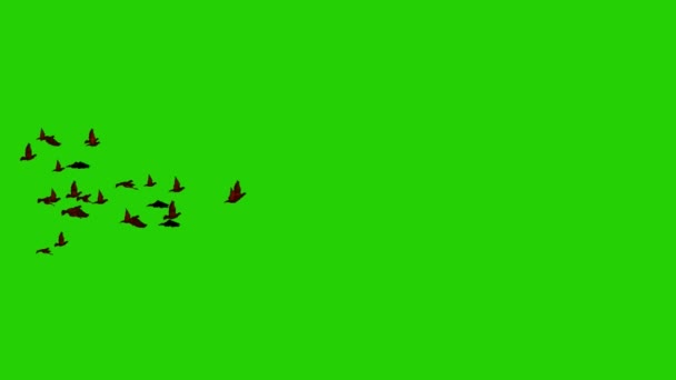Flock Birds Flying Green Screen — Stock Video © plussizefashion2019 ...