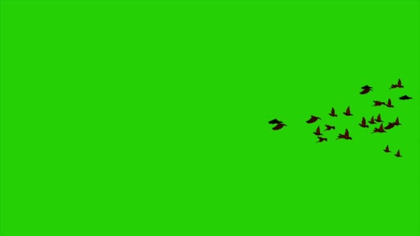 Flock Birds Flying Green Screen — Stock Video © plussizefashion2019 ...