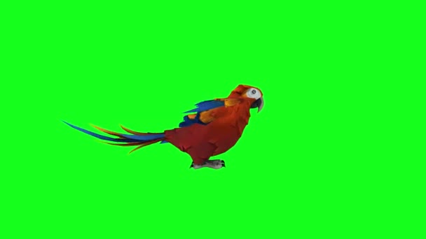 Macaw Parrot Looking Green Screen Stock Video Footage by ...
