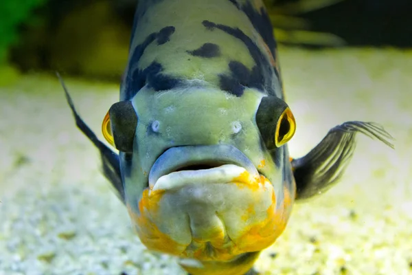 Funny fish photos Stock Photos, Royalty Free Funny fish photos Images ...