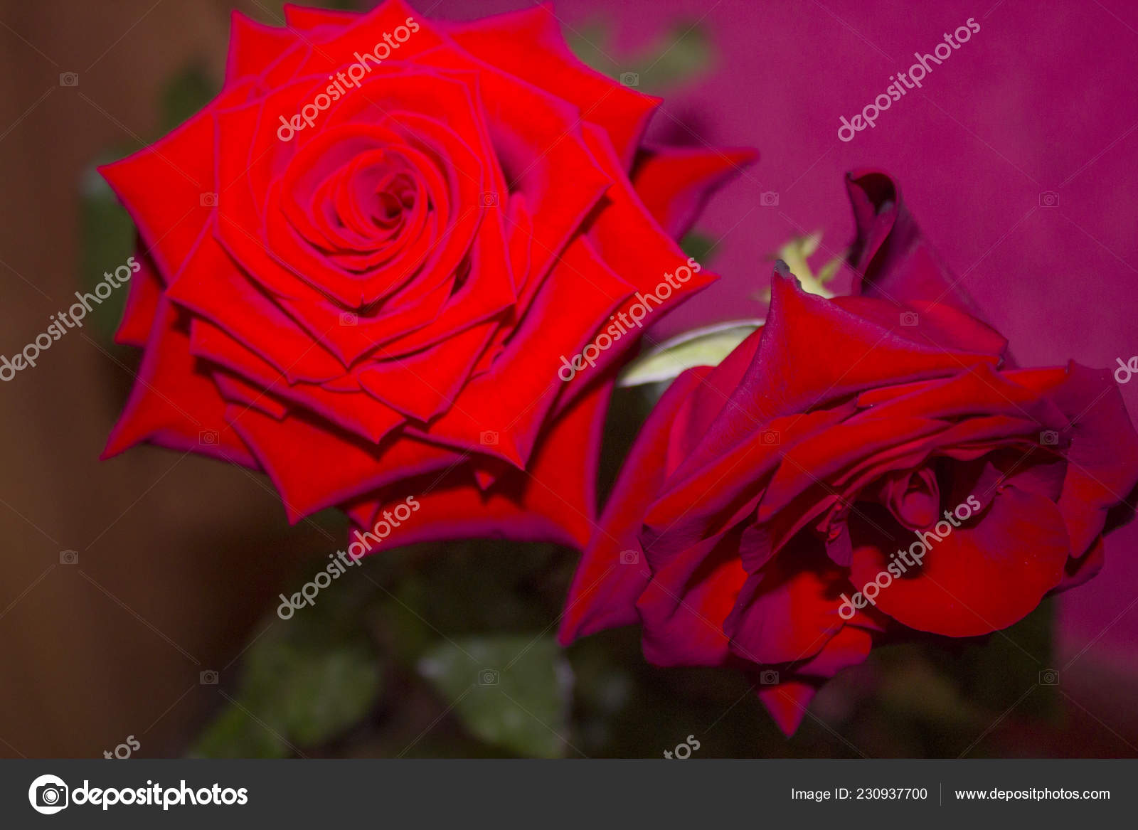 Red Rose Flower Plant — Stock Photo © fatamorgana-999 #230937700