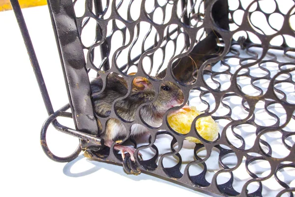 Mouse in a cage Stock Photos, Royalty Free Mouse in a cage Images ...