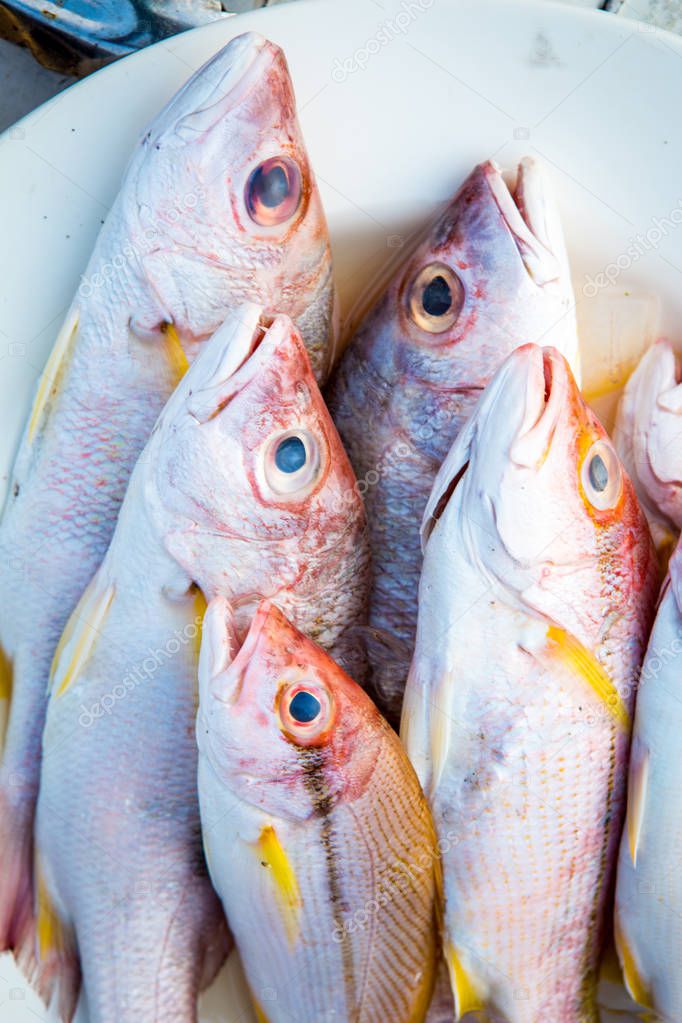 Pargo de rayas marrón fresco para platos de mariscos. Pescado fresco ...