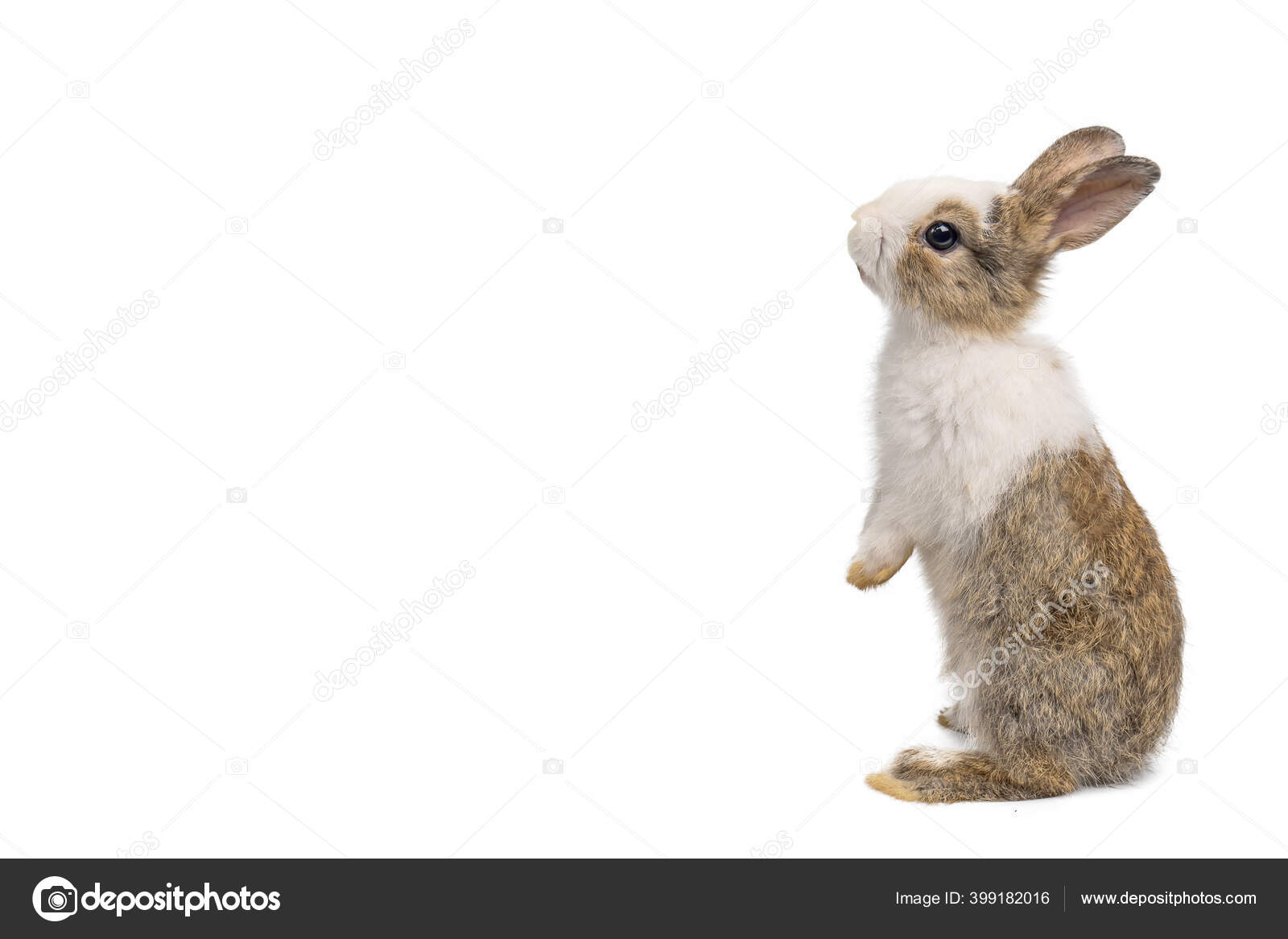 Rabbit White Standing