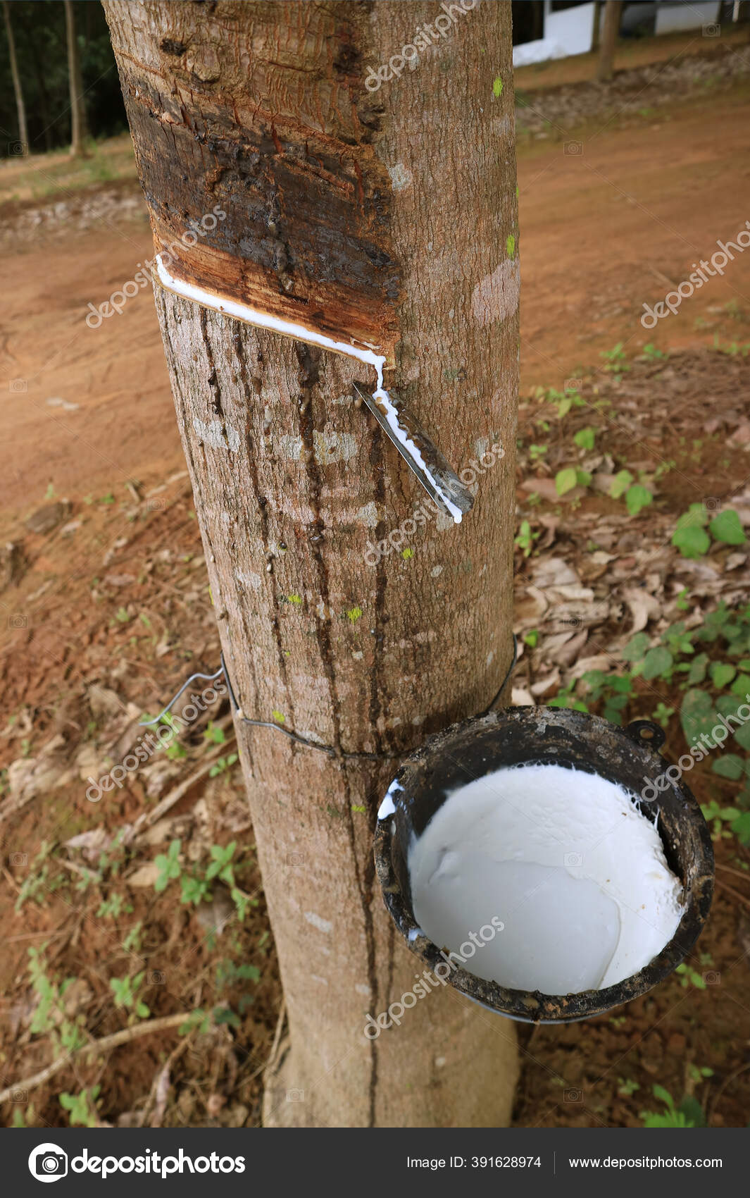 Natural Rubber Tapping Process Mountainside Plantation Thailand — Stock ...