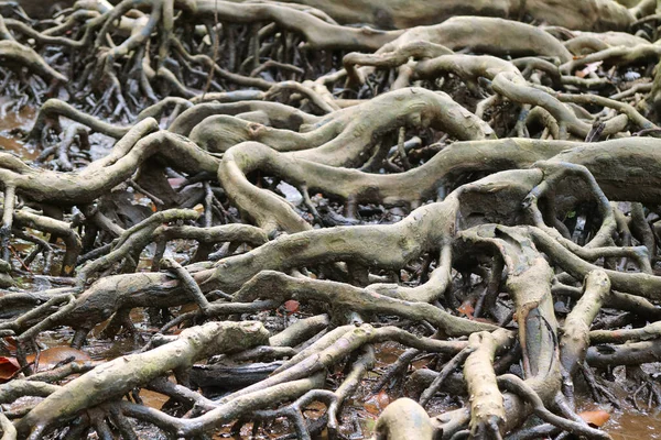 Tree roots underwater Stock Photos, Royalty Free Tree roots underwater ...