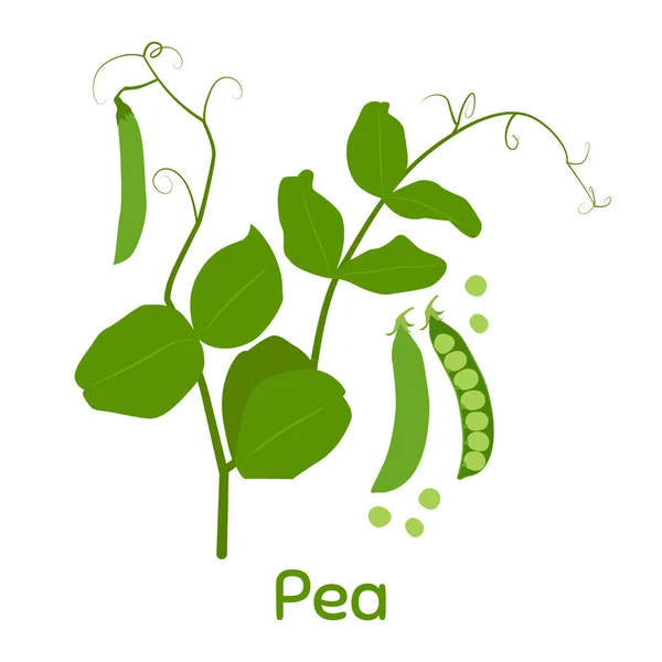100,000 Peas logo Vector Images | Depositphotos