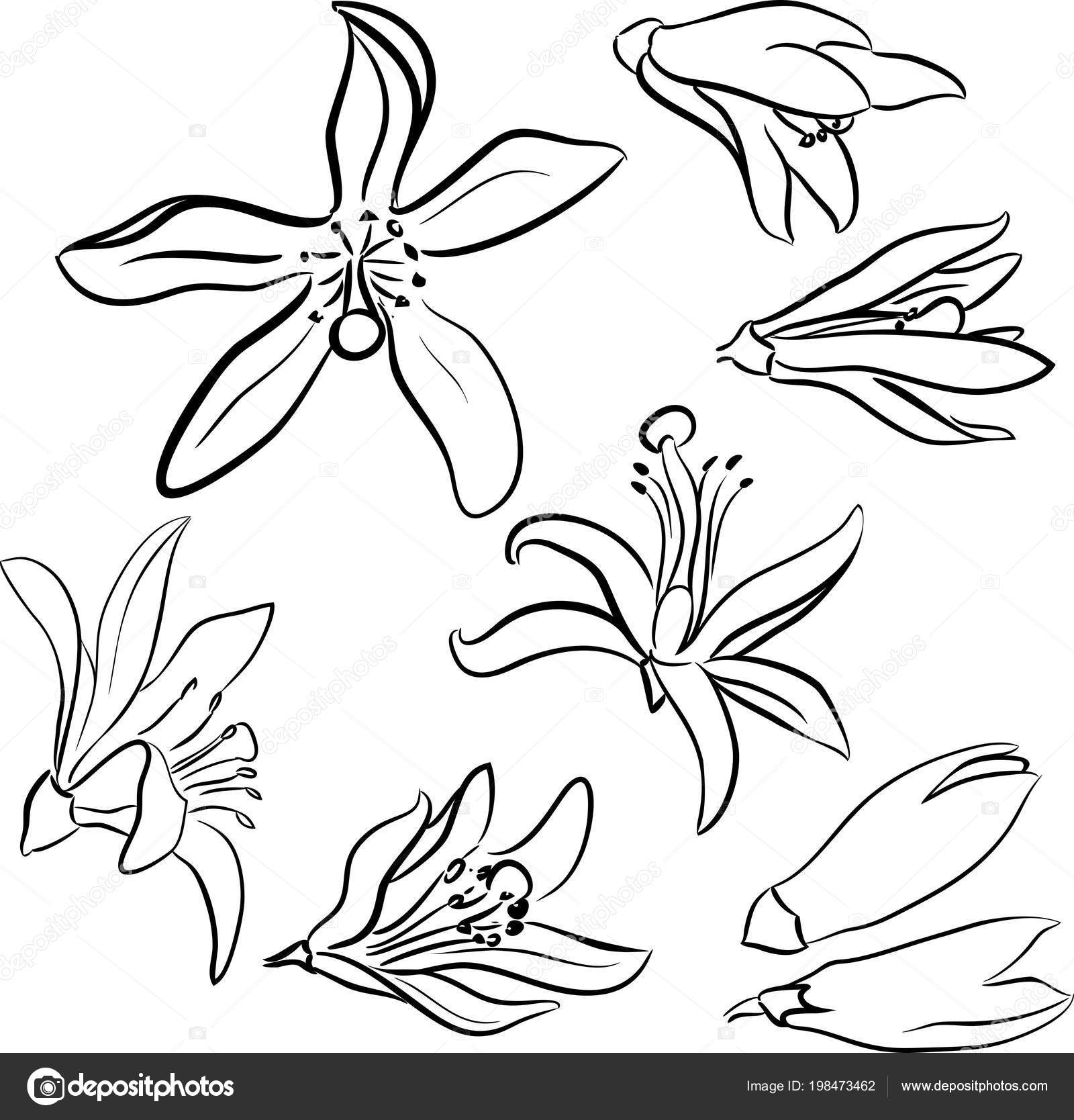 Set Lemon Flower Stock Vector by ©mariaflaya 198473462
