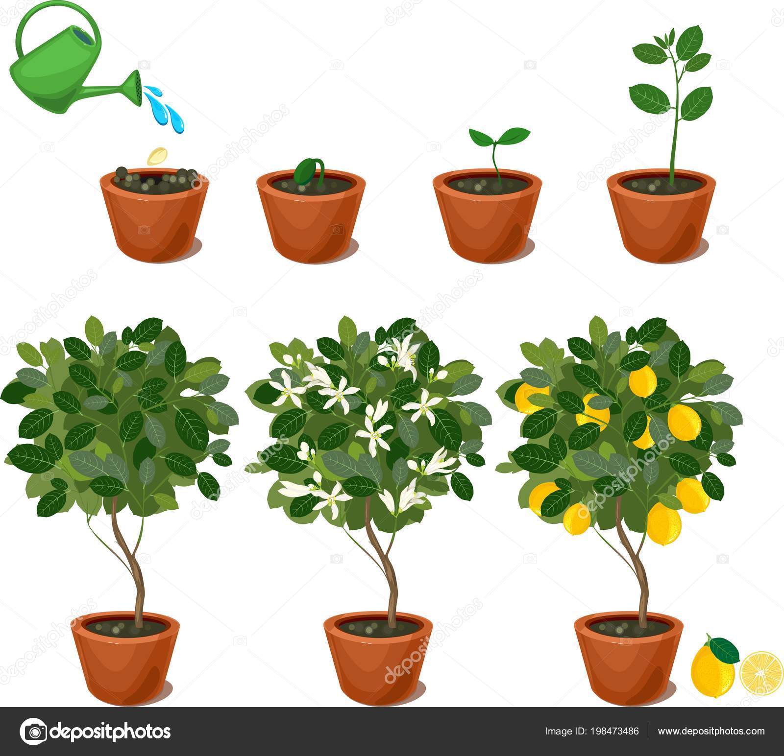 Plant Growing Seed Lemon Tree Life Cycle Plant ⬇ Vector Image by ...