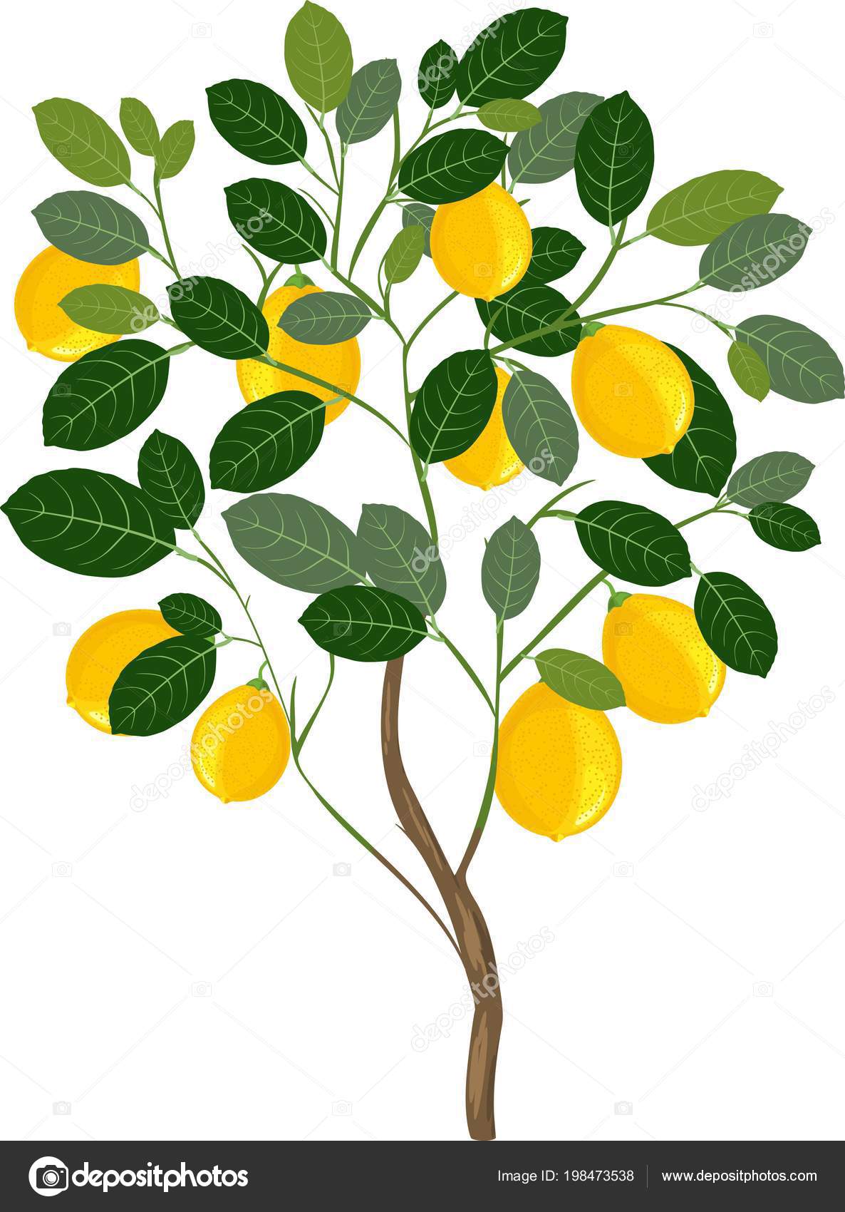 Small Lemon Tree White Background Stock Vector Image by ©mariaflaya ...