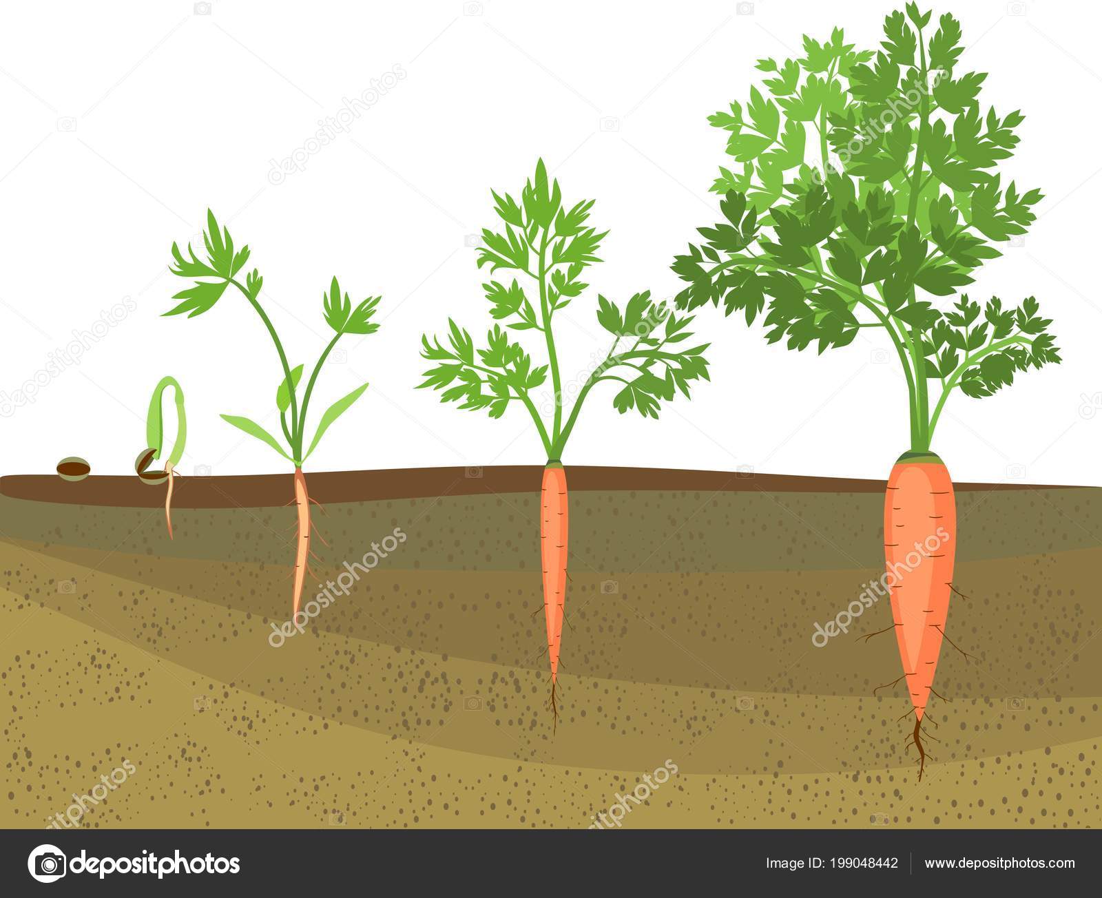 Image vectorielle Étapes Croissance Des Carottes par ©mariaflaya ...