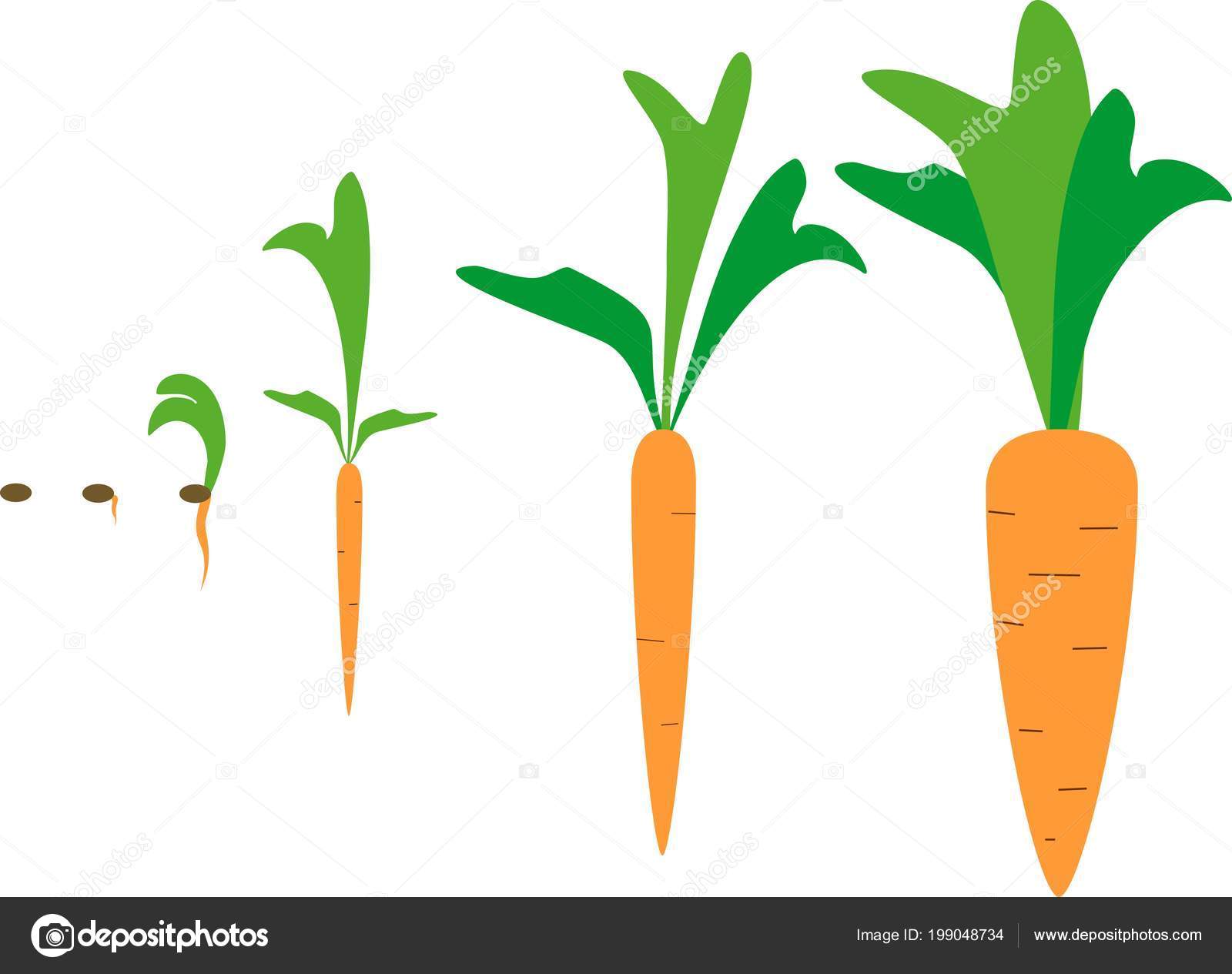 Growing Carrots Seed Stock Vector Image by ©mariaflaya #199048734
