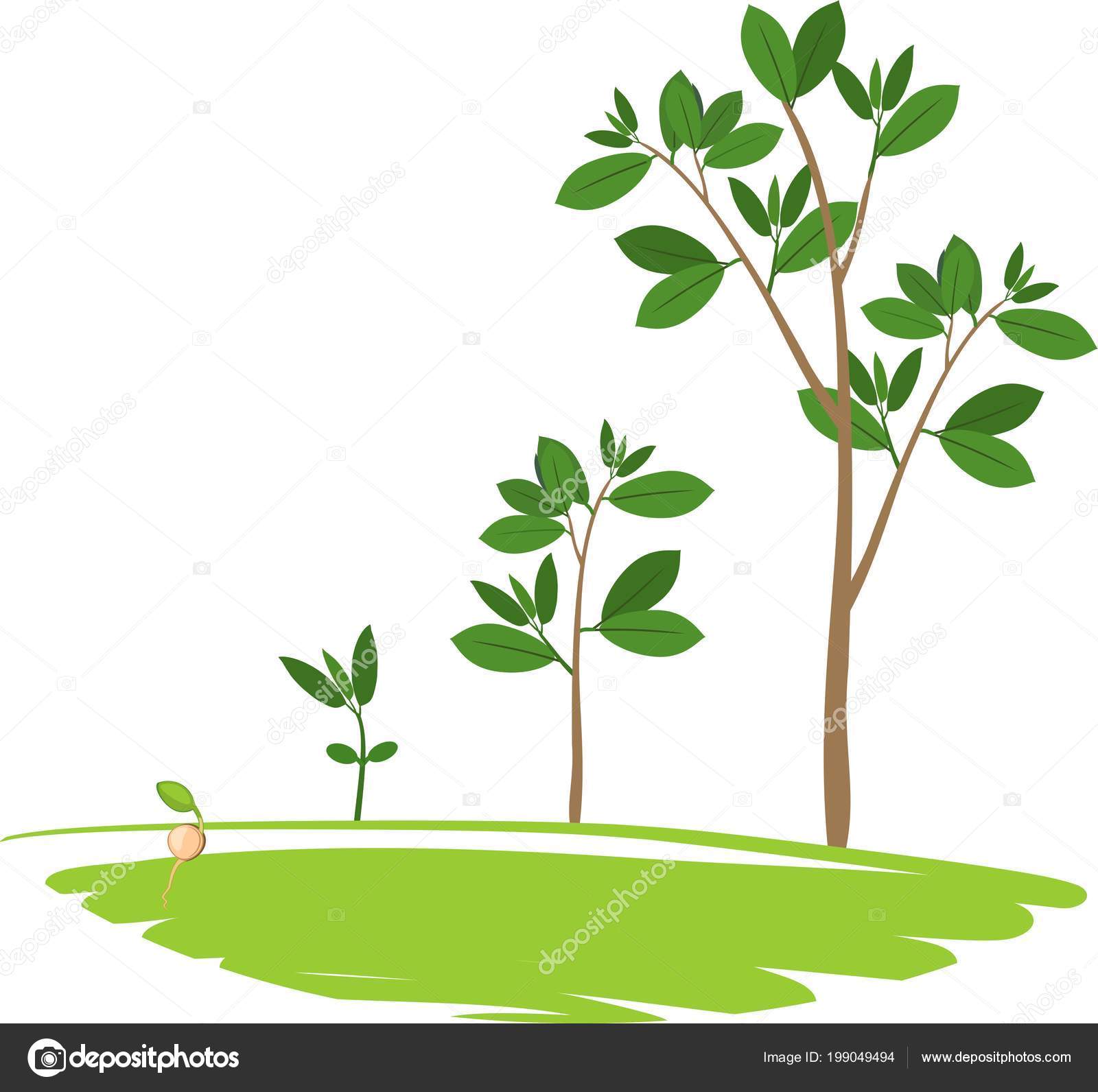 Tree Seed Vector