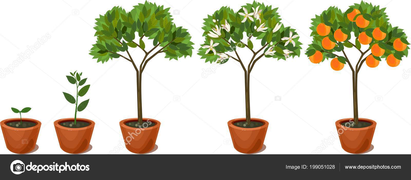 Orange Tree Life Cycle