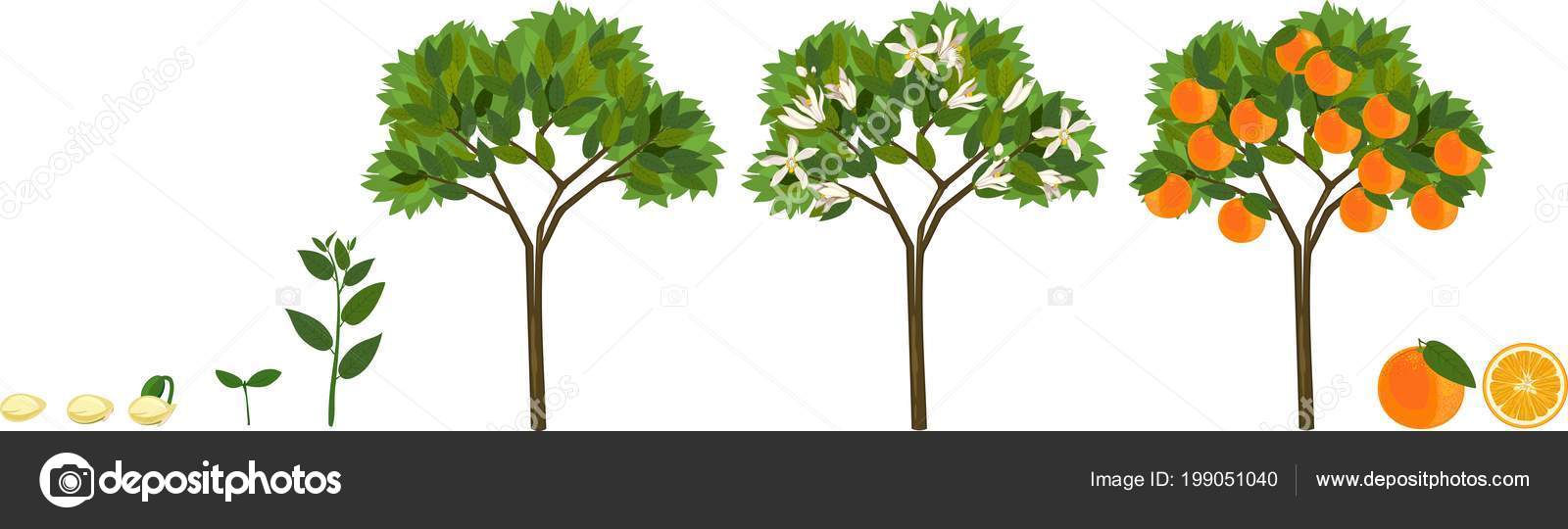 Orange Tree Life Cycle