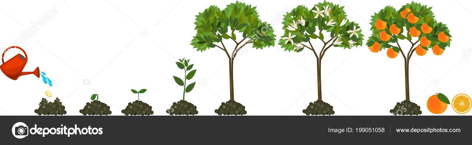 Plant Growing Seed Orange Tree Life Cycle Plant Stock Vector Image by ...
