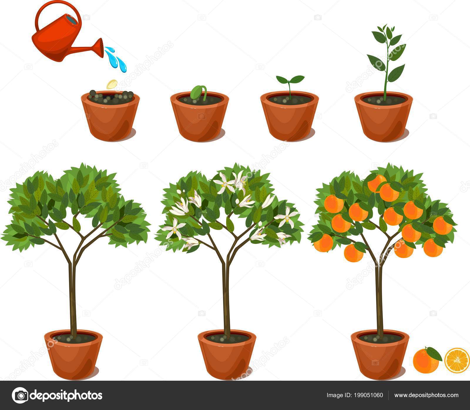 Plant Growing Seed Orange Tree Life Cycle Plant Stock Vector by ...