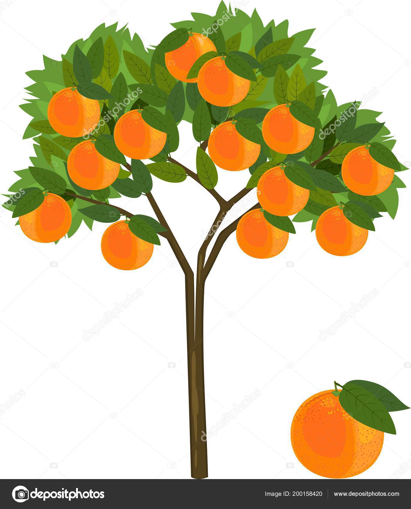 Naranja Animada