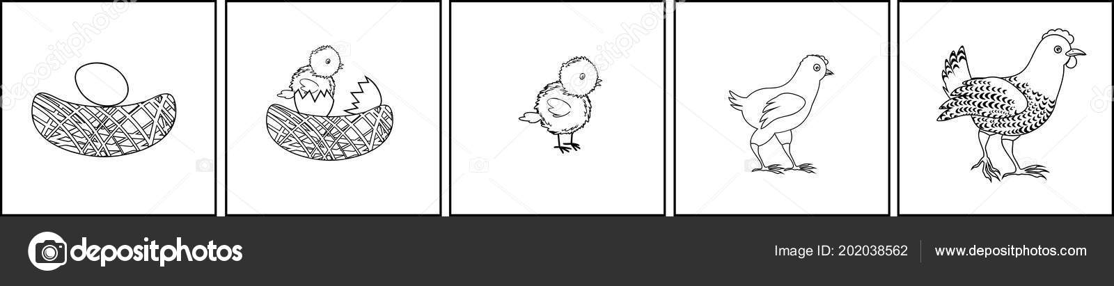 Ciclo De Vida De Un Huevo De Gallina